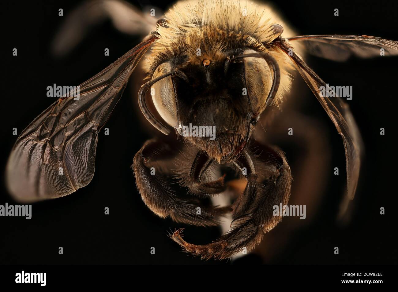 Anthophora ursina hi-res stock photography and images - Alamy