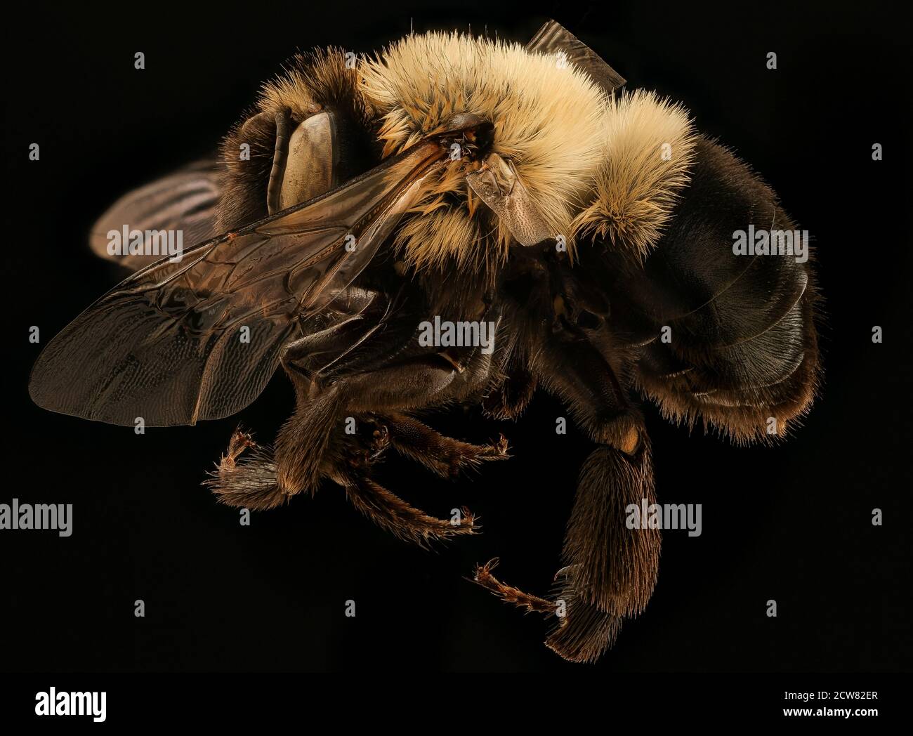 Binomial anthophora ursina hi-res stock photography and images - Alamy