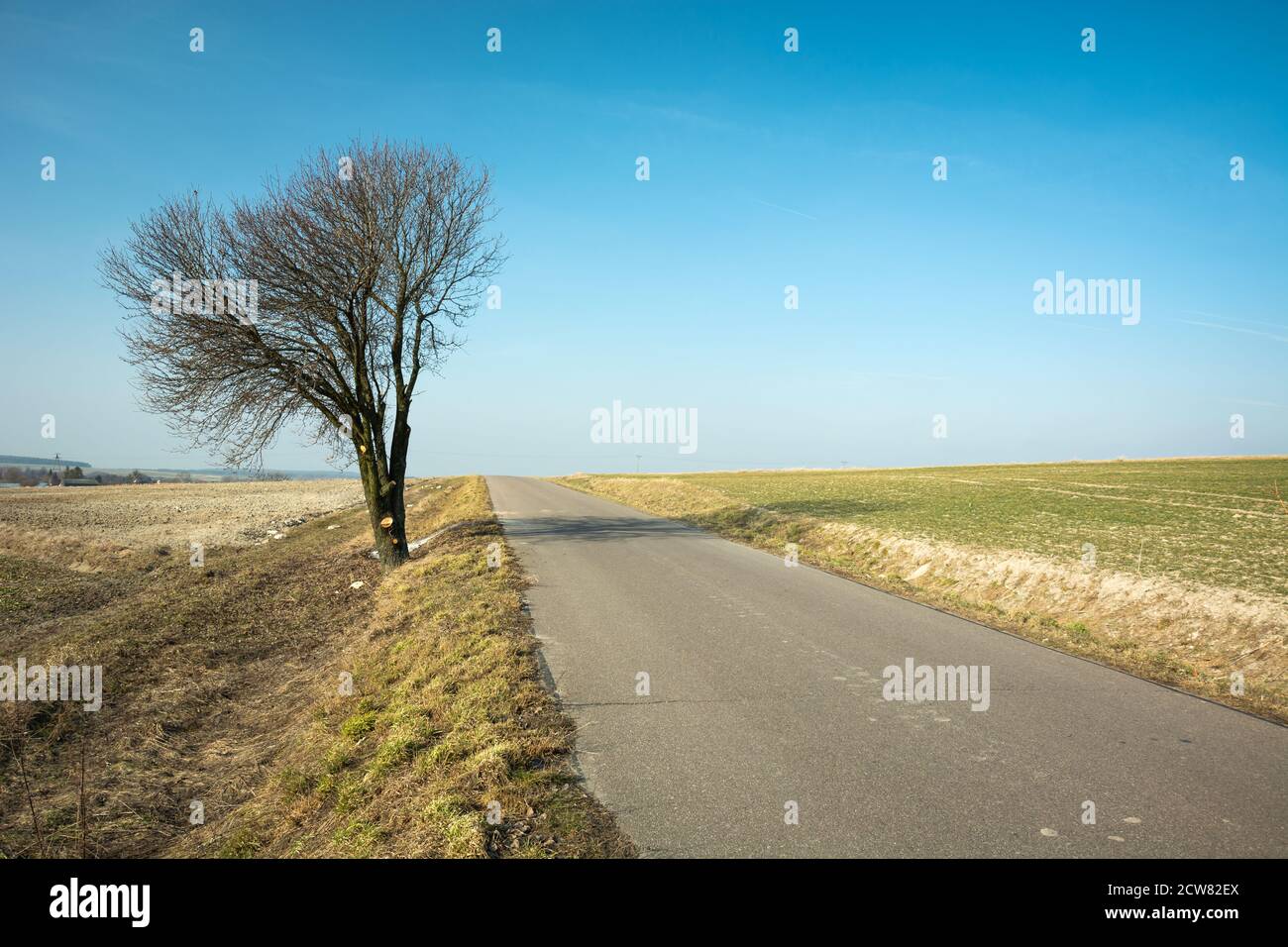 Tree without leaves on an asphalt road Stock Photo - Alamy