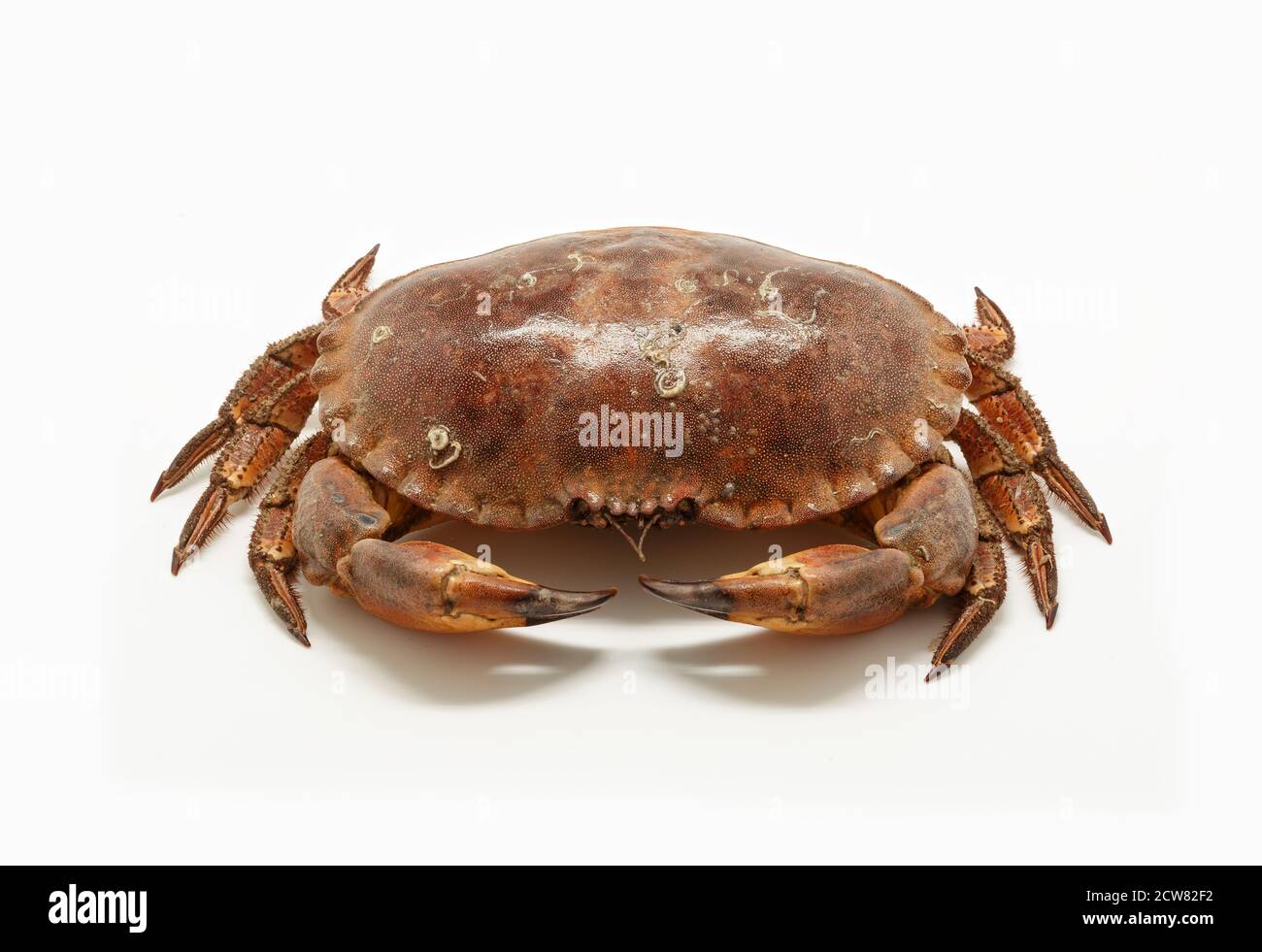 Fresh raw edible brown sea crab isolated on white background Stock ...