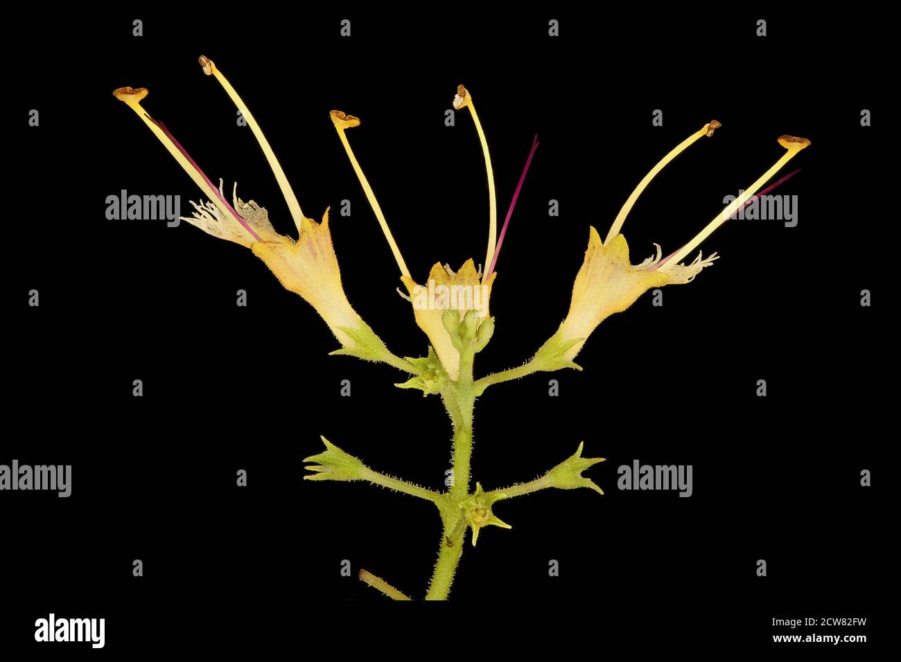 Collinsonia canadensis, commonly known as Stoneroot, is photographed in ...