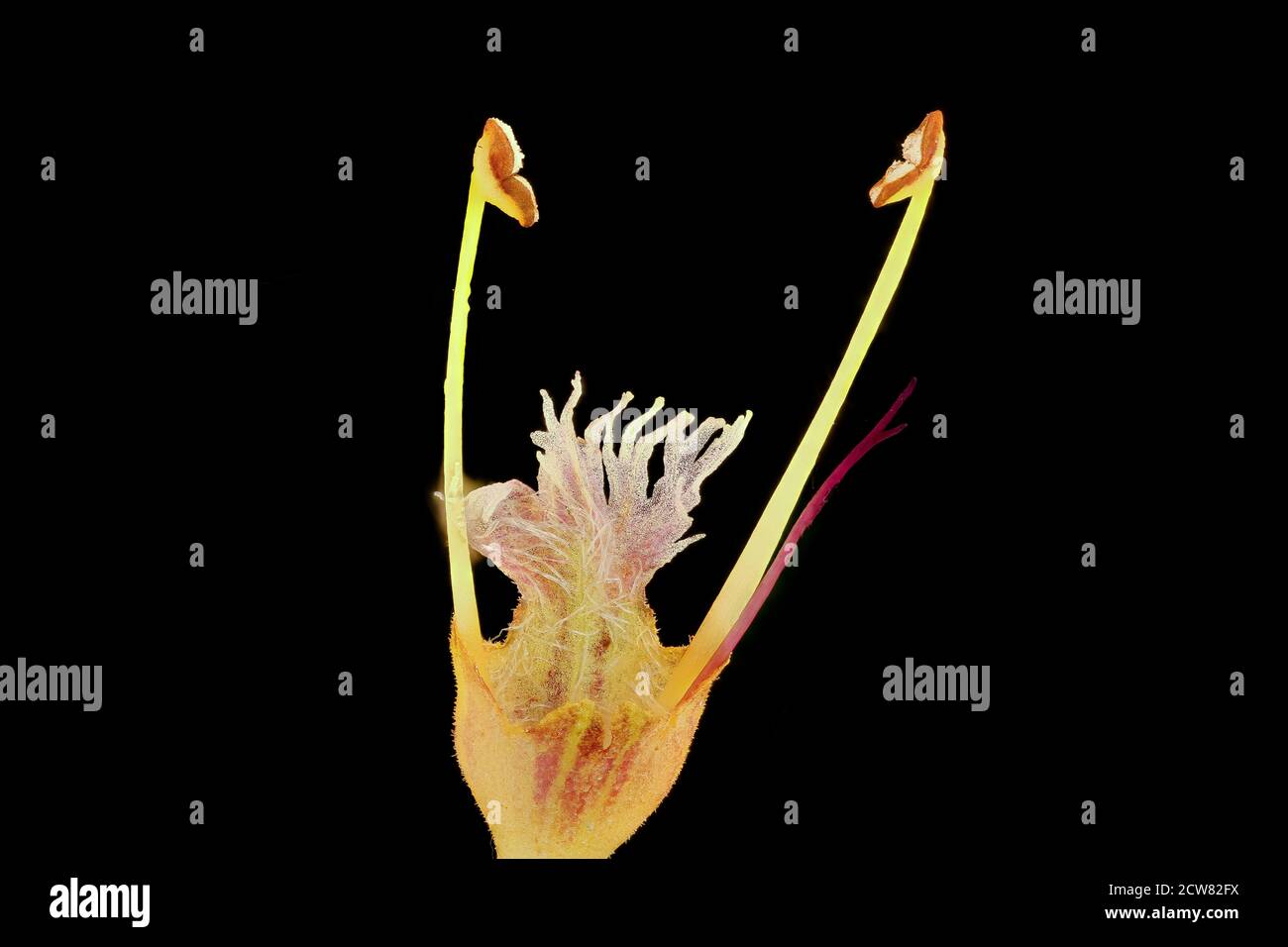Stoneroot hi-res stock photography and images - Alamy