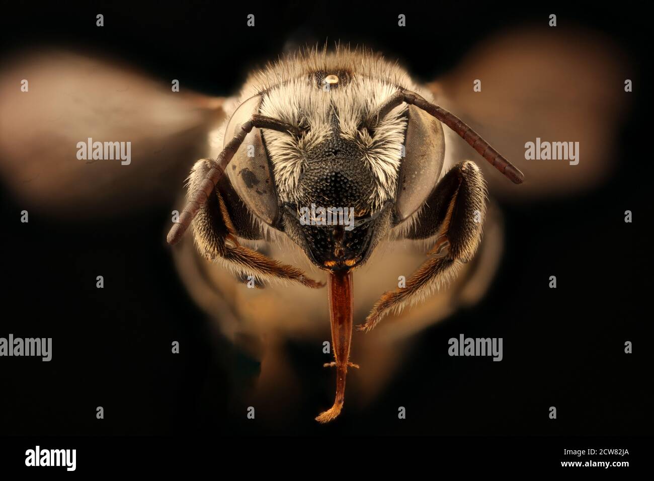 Megachile brevis onobrychidis, f, face, Yolo Co., CA 2019-03-22-20.53. ...