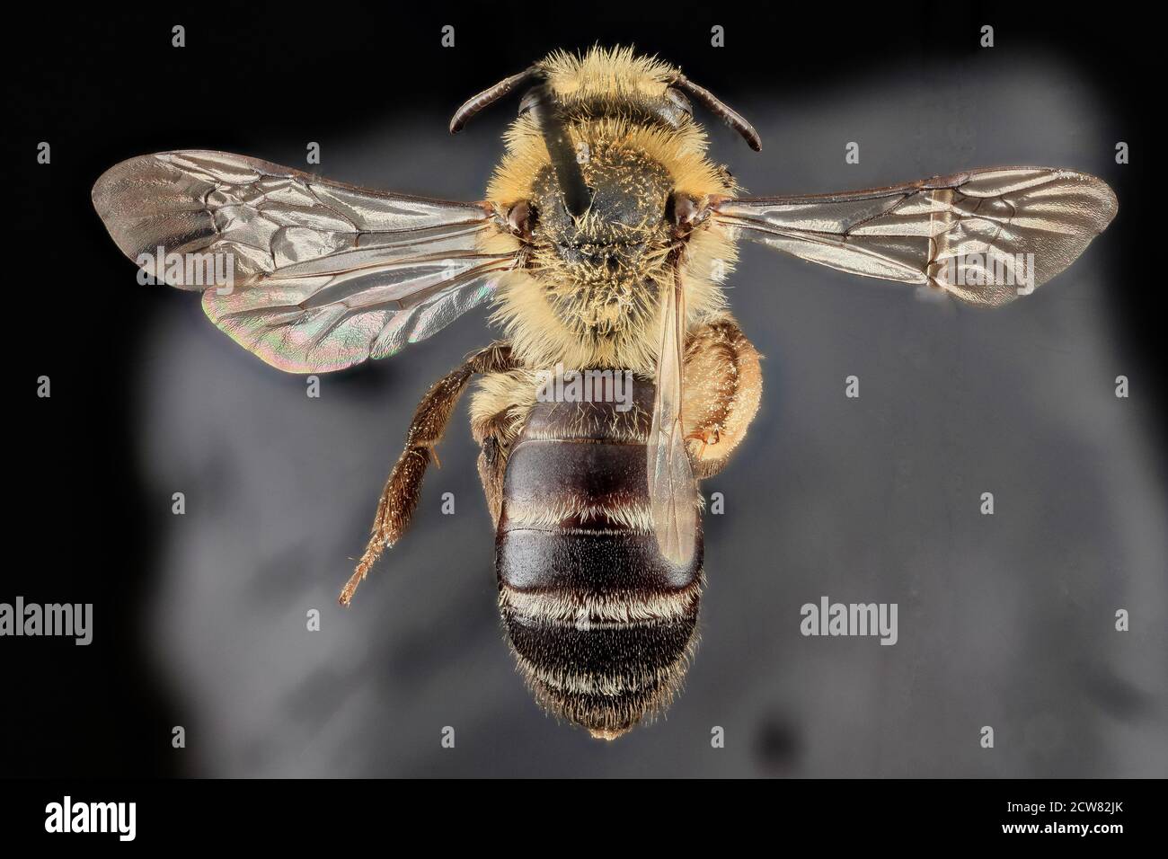 On May 28, 2013, a close-up photograph of a female Andrena asteris bee ...