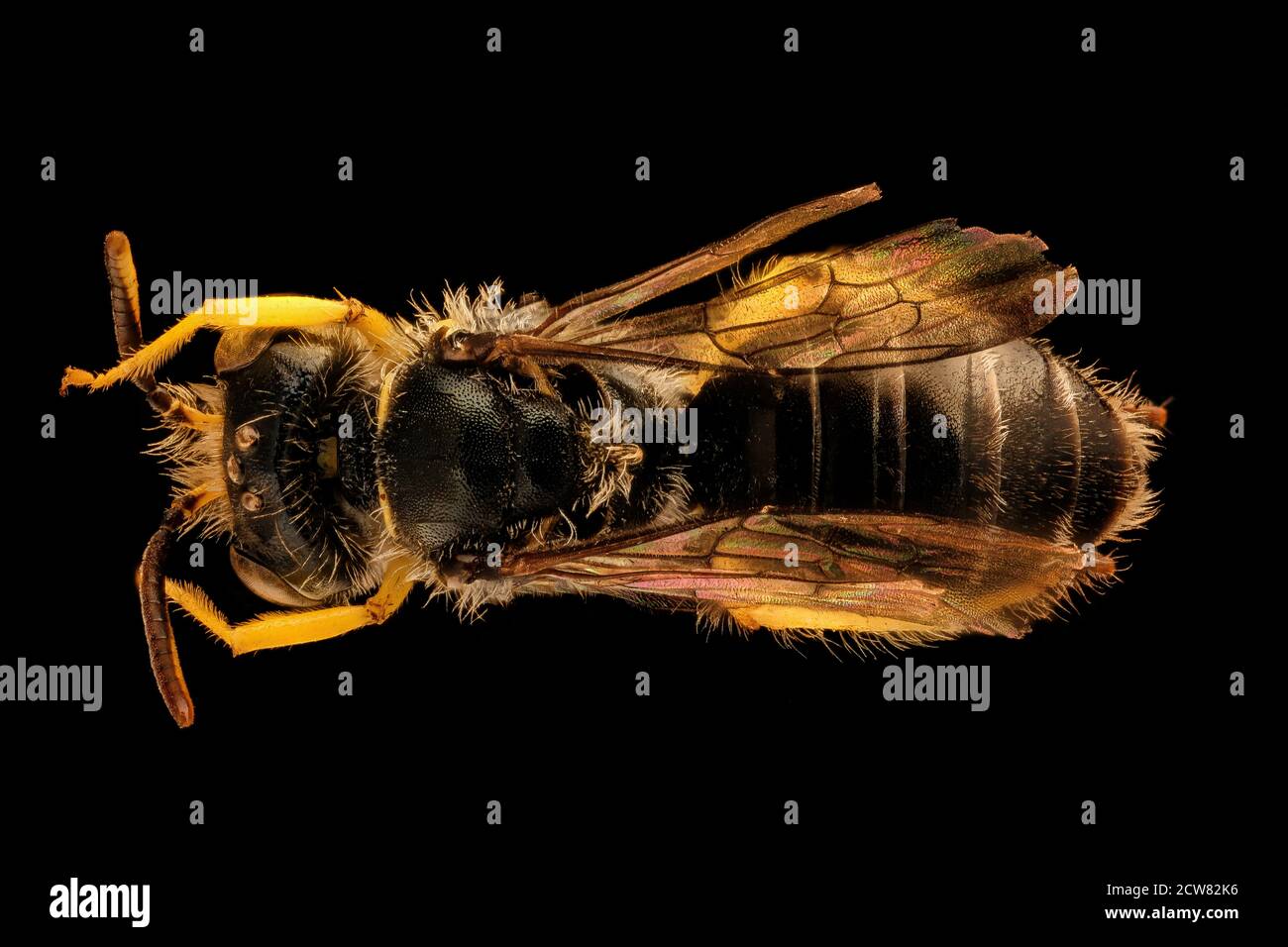 Calliopsis andreniformis hi-res stock photography and images - Alamy