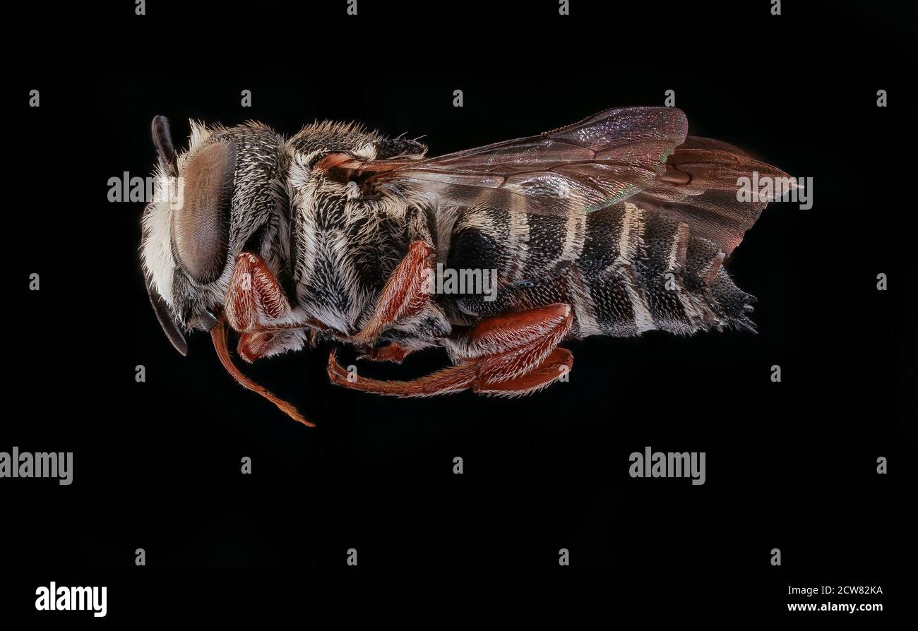 This close-up photograph shows Coelioxys octodentata, a species of bee ...