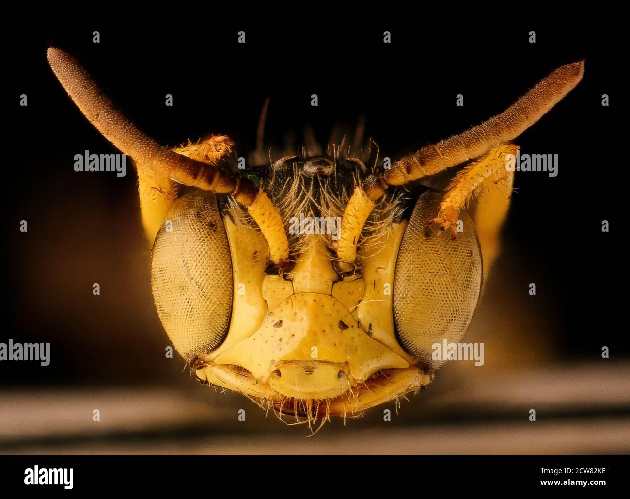 Calliopsis andreniformis hi-res stock photography and images - Alamy