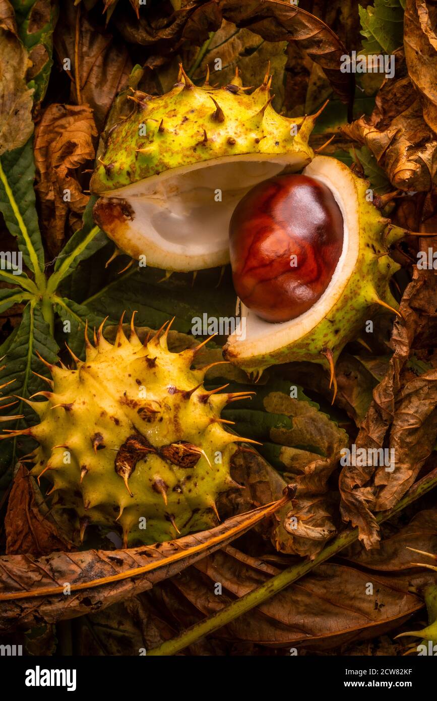 Fallen horse chestnuts (conkers) on woodland floor Stock Photo - Alamy