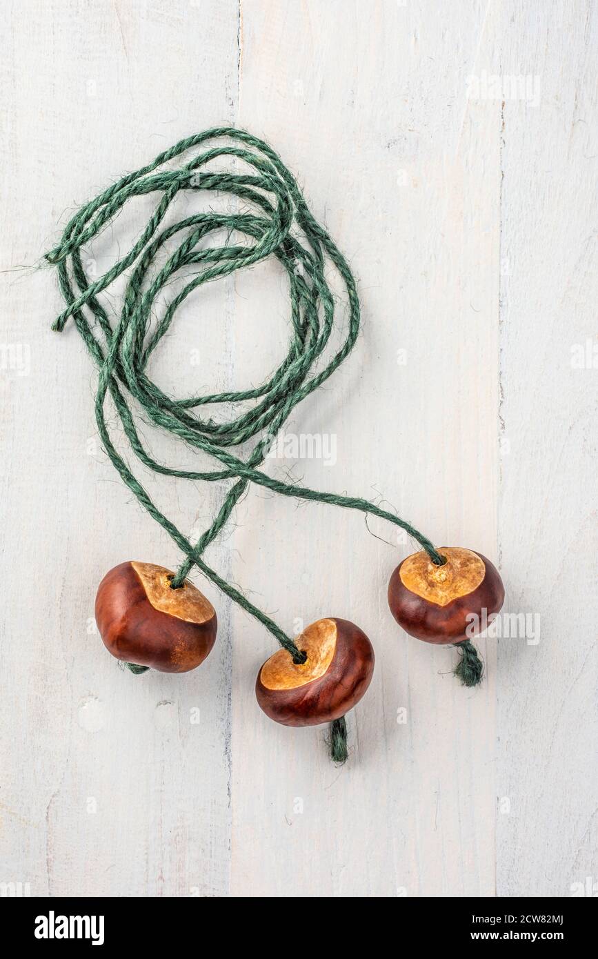 Three conkers threaded onto string on white wooden board Stock Photo ...