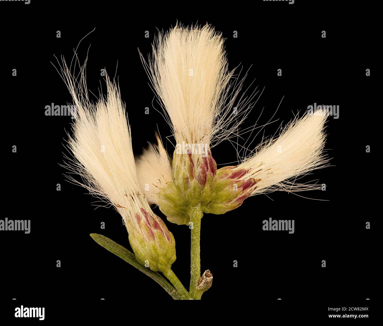 Baccharis halimifolia, Groundsel tree, Howard County, Md, Helen Lowe ...