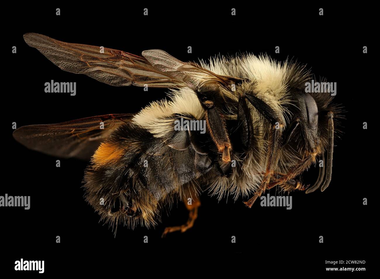 On November 1, 2018, Bombus affinis, commonly known as the rusty ...