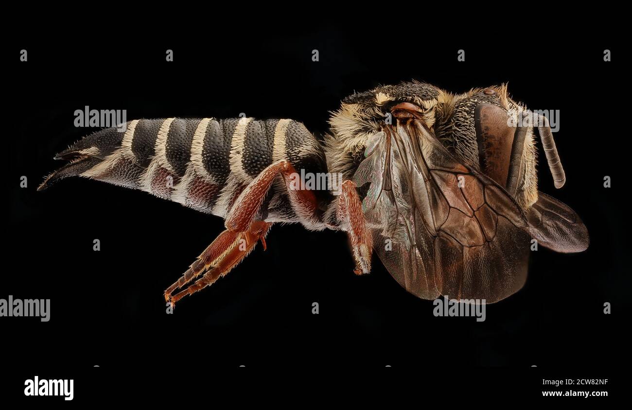 A close-up of the Coelioxys novomexicana, a species of native bee ...