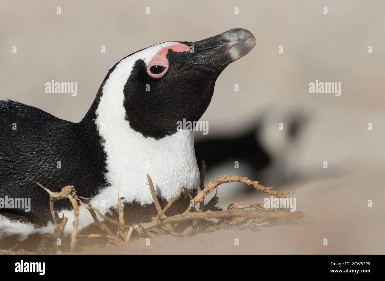 Incubating adult African Penguin at the Boulders breeding colony, Cape ...