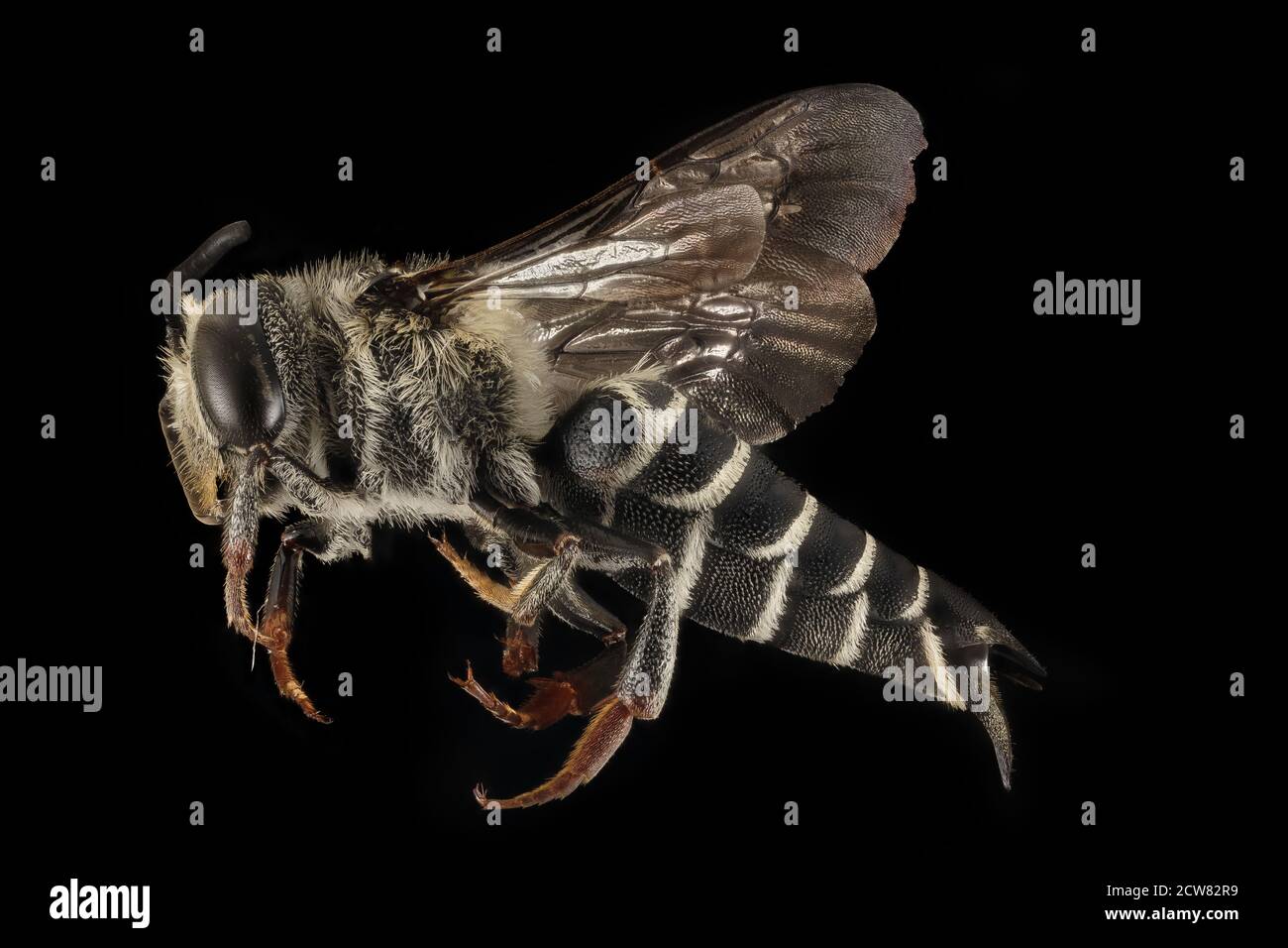 This image features Coelioxys rufitarsis, a species of bee native to ...