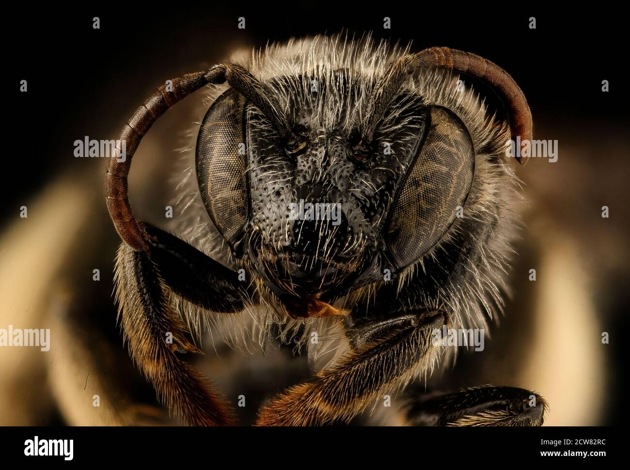 Close-up photograph of Macropis ciliata, a species of bee, taken by ...