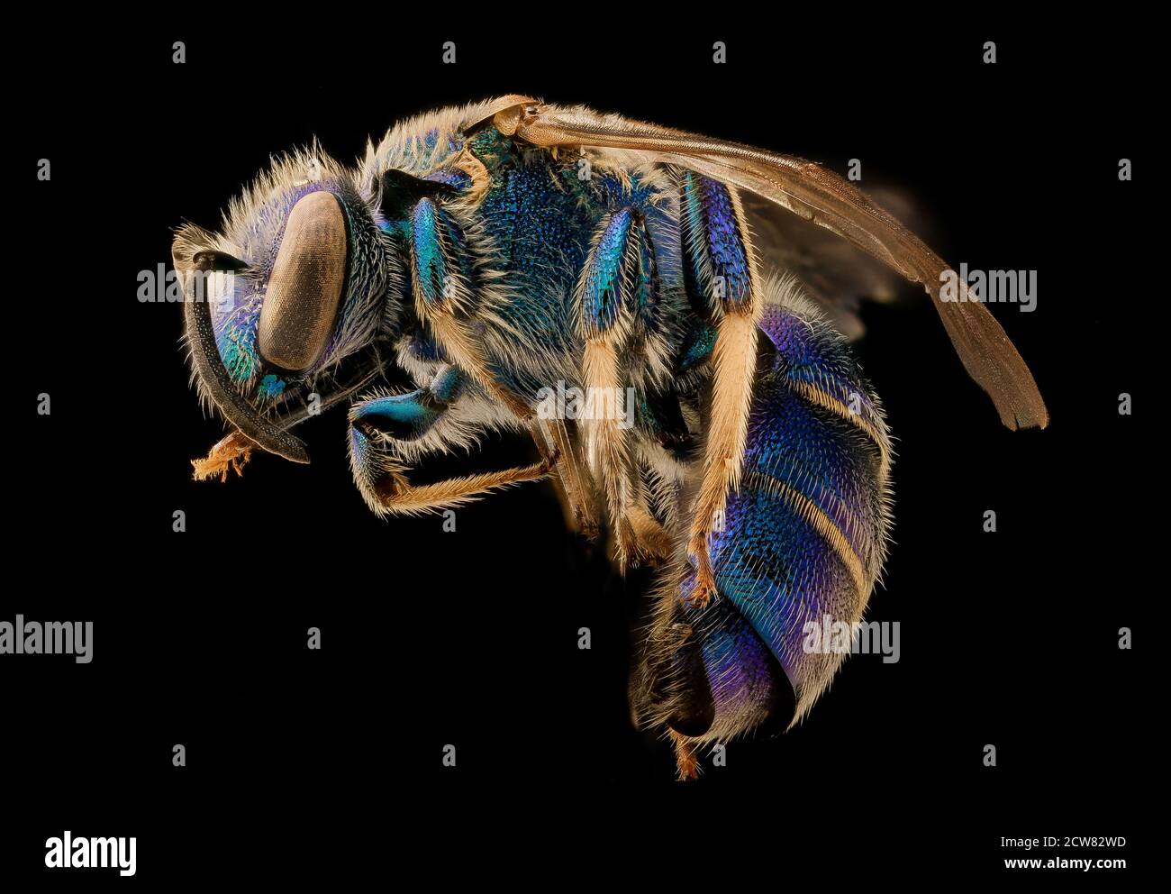 On November 15, 2018, a male Augochloropsis metallica bee was ...