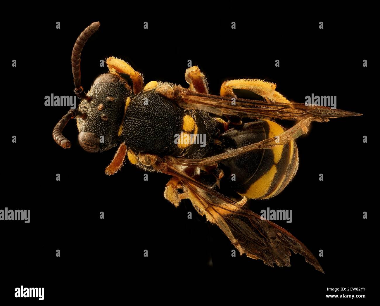 Placida hi-res stock photography and images - Alamy