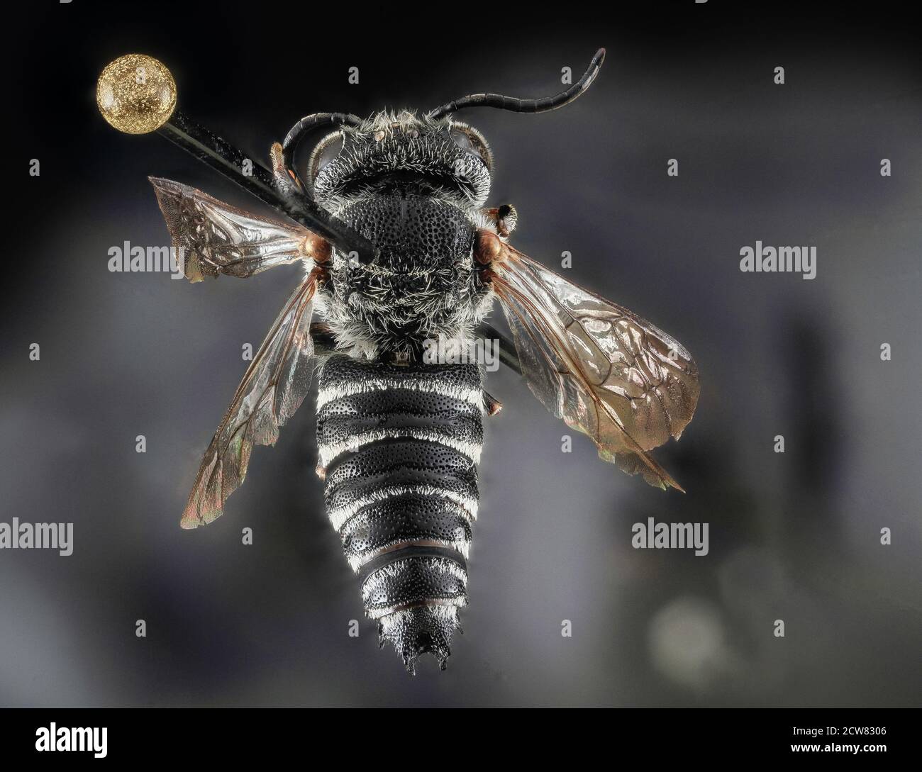 A close-up photograph of the female Coelioxys sayi, a species of ...