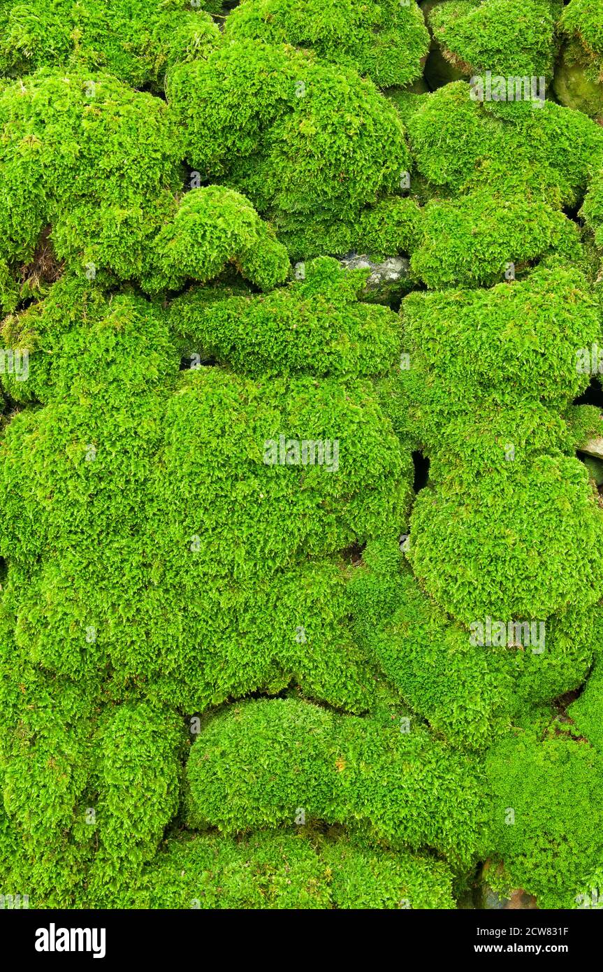 Mossy drystone wall hi-res stock photography and images - Alamy