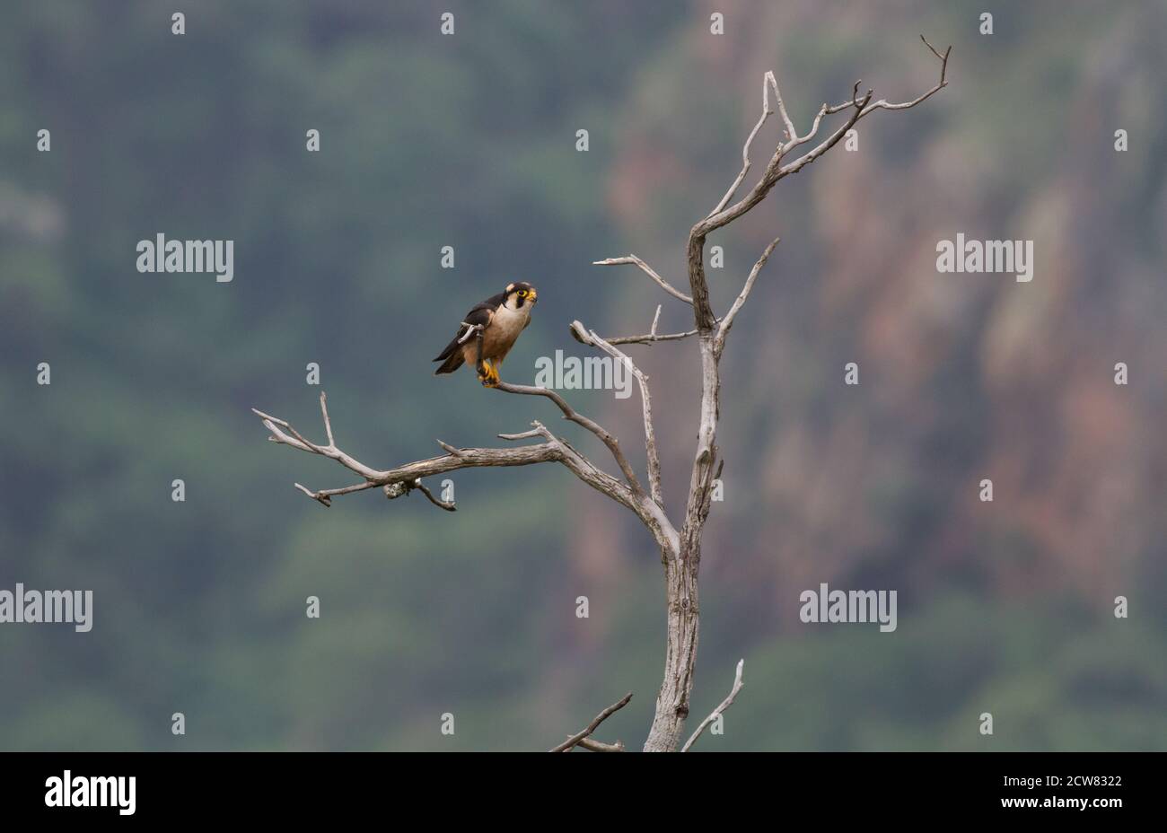 Taita falcon blyde river canyon hi-res stock photography and images - Alamy
