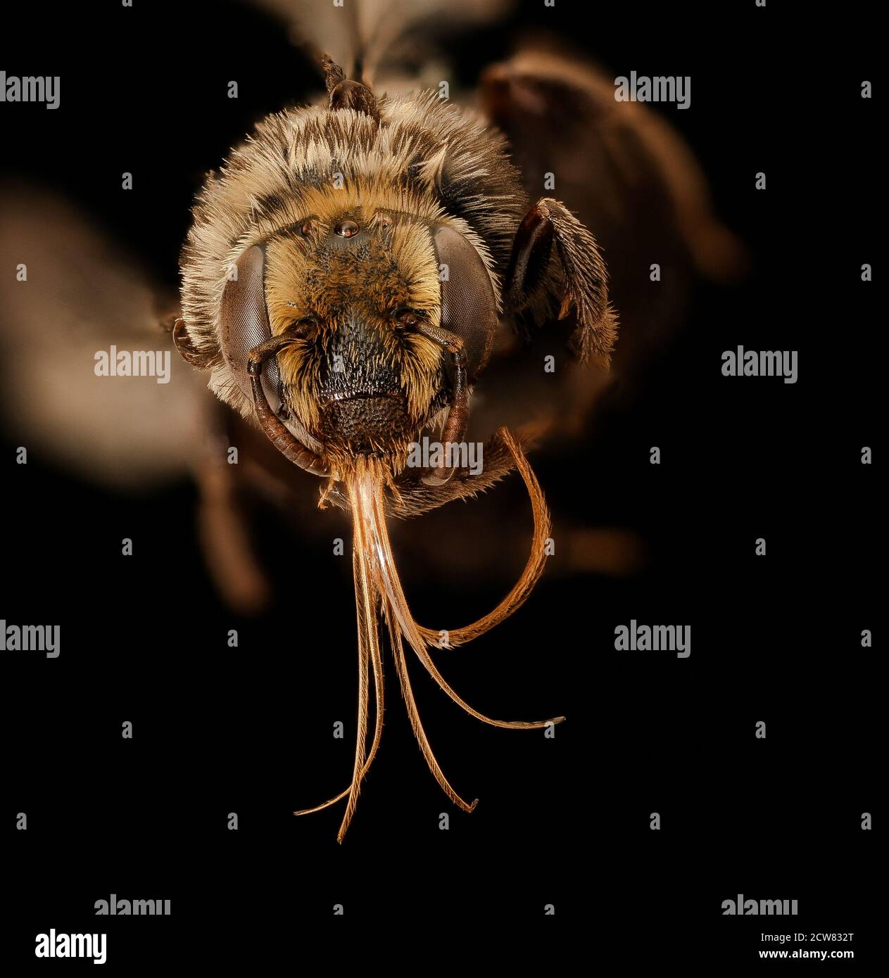 A close-up photograph of Apidae melitoma, a species of native bee ...