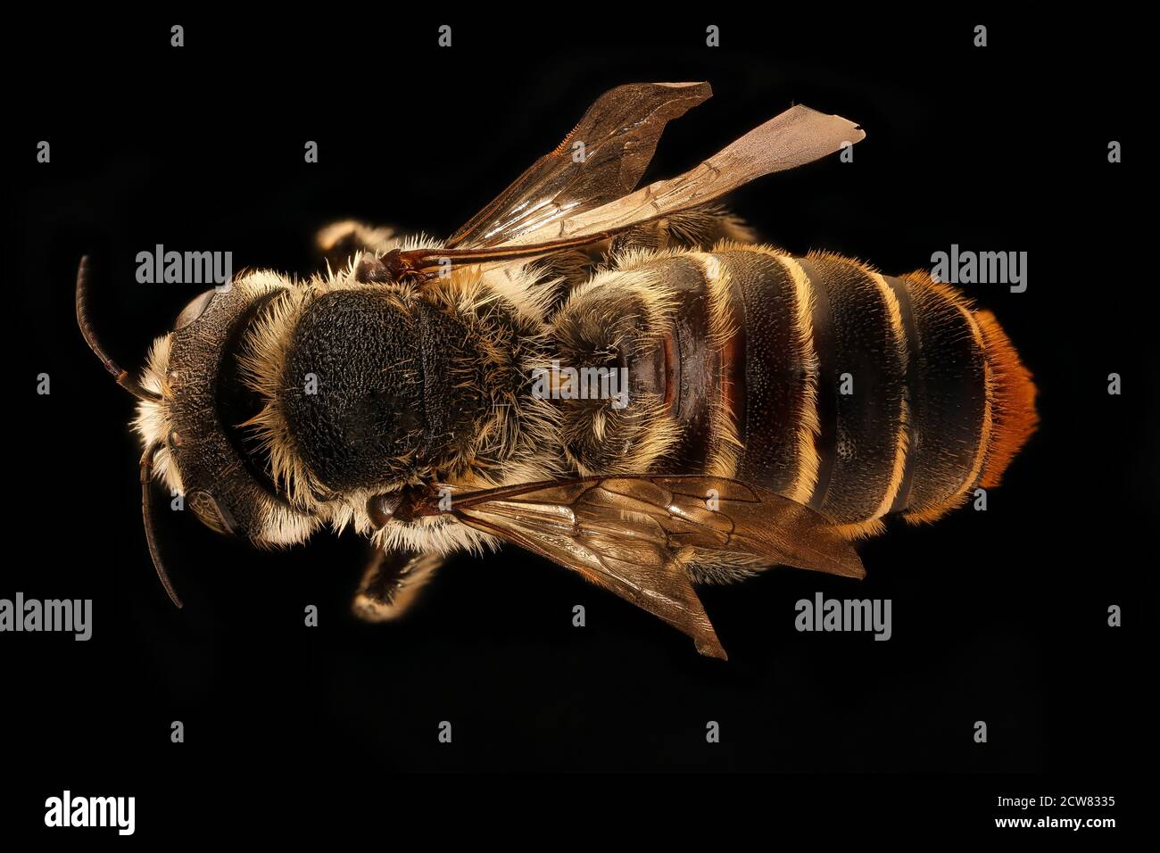 This close-up image captures a Lithurgus chrysurus bee, photographed in ...