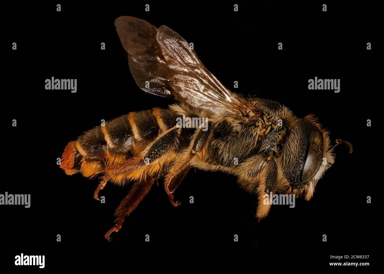 A close-up photograph of Lithurgus chrysurus, a species of carpenter ...