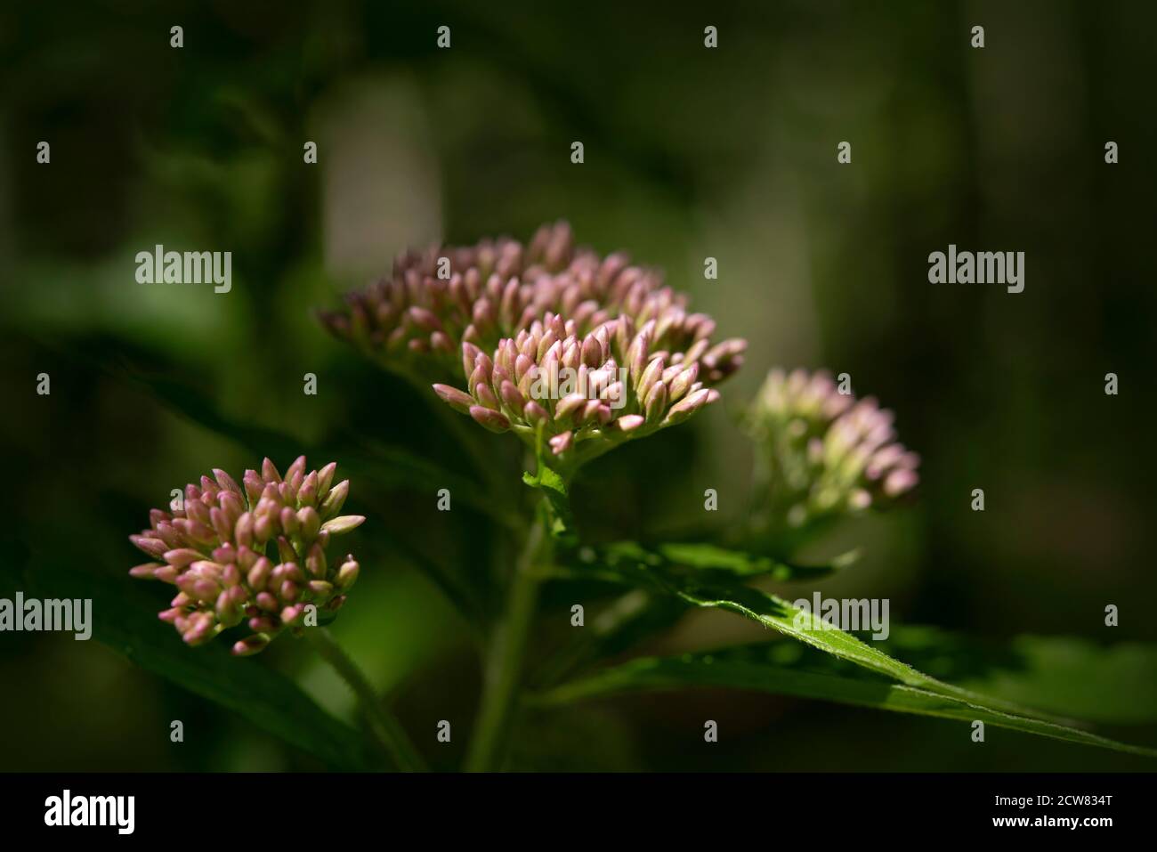 Prairie purple milkweed hi-res stock photography and images - Alamy