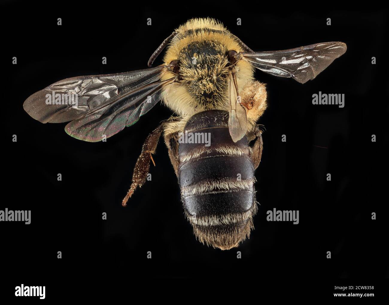 This close-up image shows Andrena asteris, a species of native bee ...