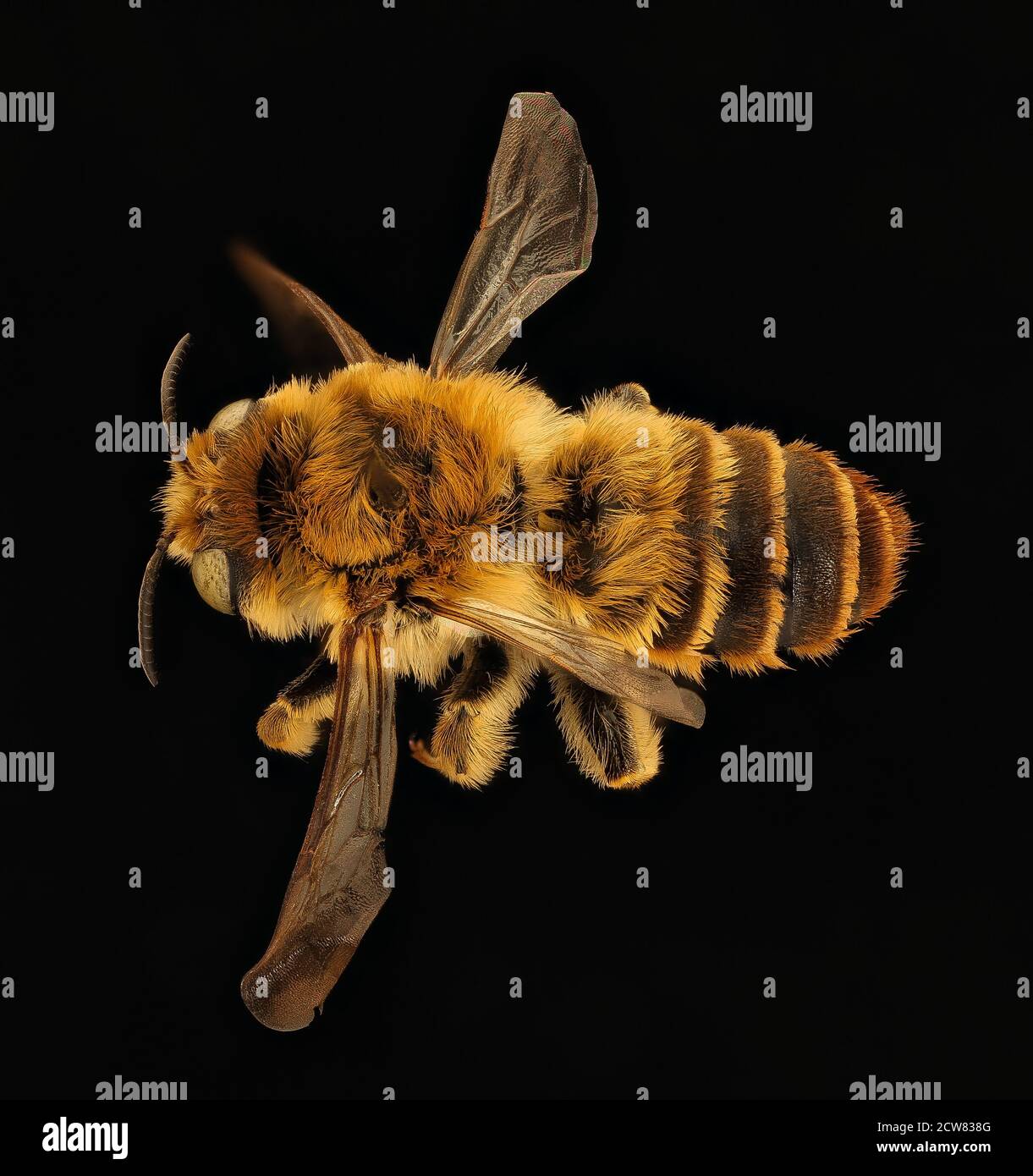 Lithurgus chrysurus, a species of carpenter bee, was photographed in ...