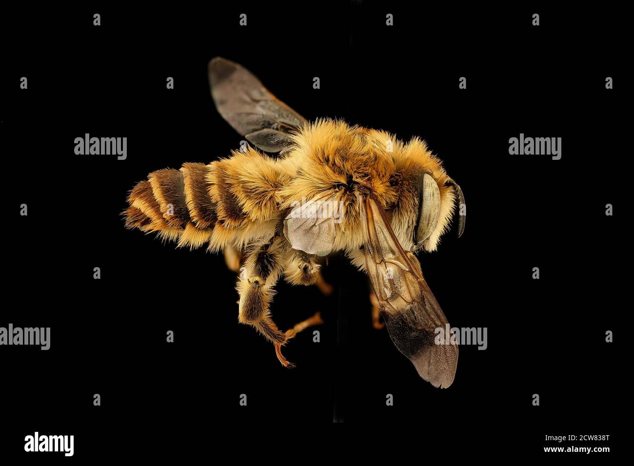 A close-up of Lithurgus chrysurus, a species of carpenter bee, captured ...