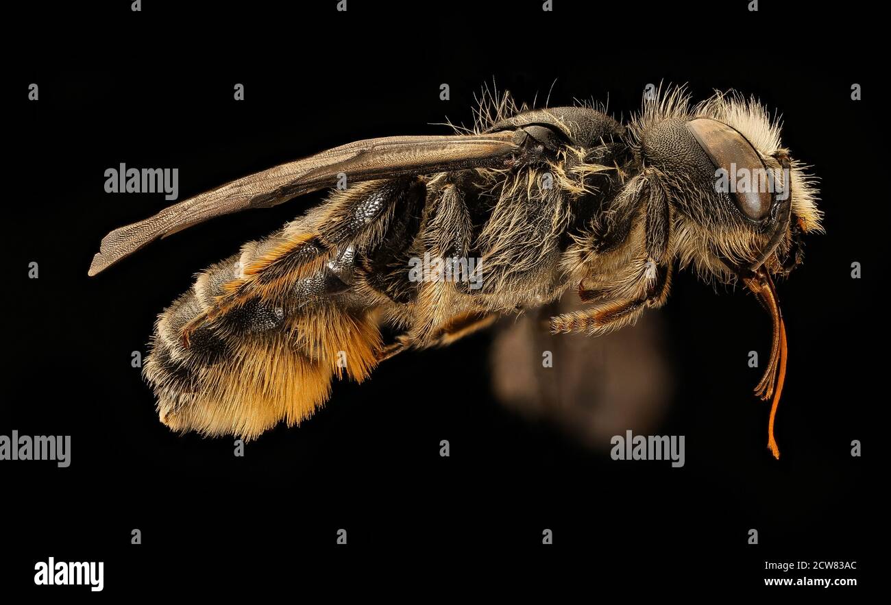 On March 22, 2019, a female Hoplitis spoliata was photographed in Kent ...