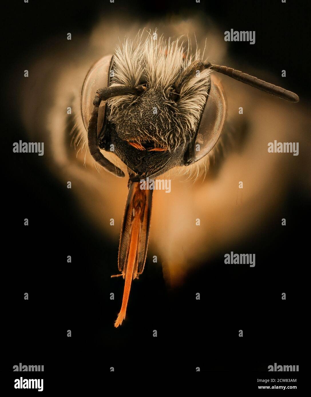 A close-up photograph of a Hoplitis spoliata bee taken in Kent County ...