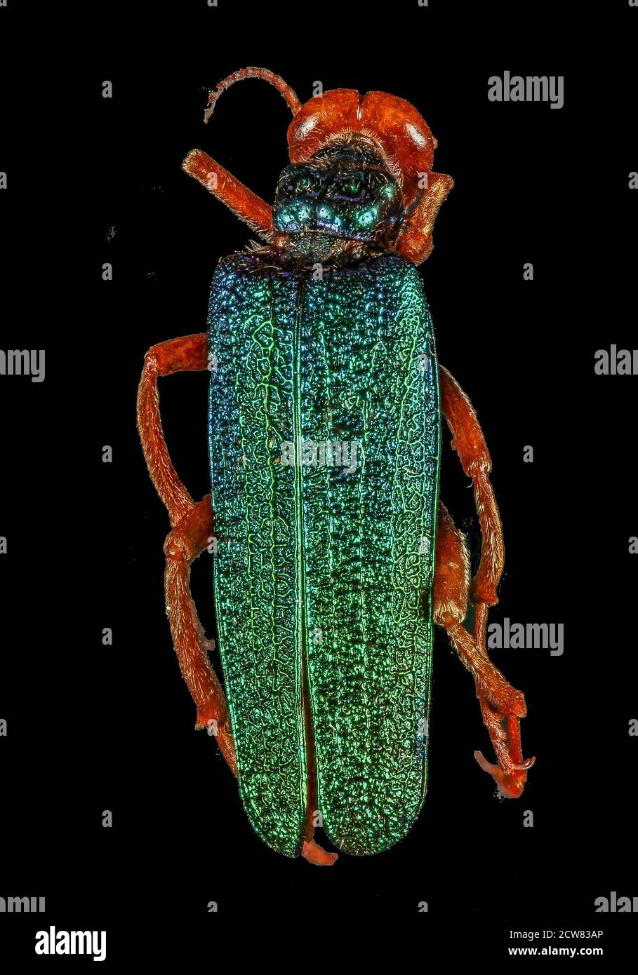 Unique beetle anatomy hi-res stock photography and images - Alamy