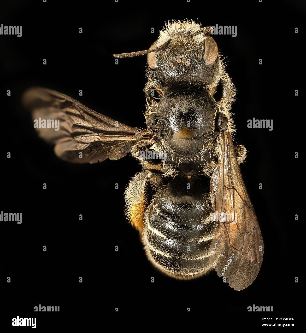 On March 21-23, 2019, a close-up photograph of Hoplitis spoliata, a ...
