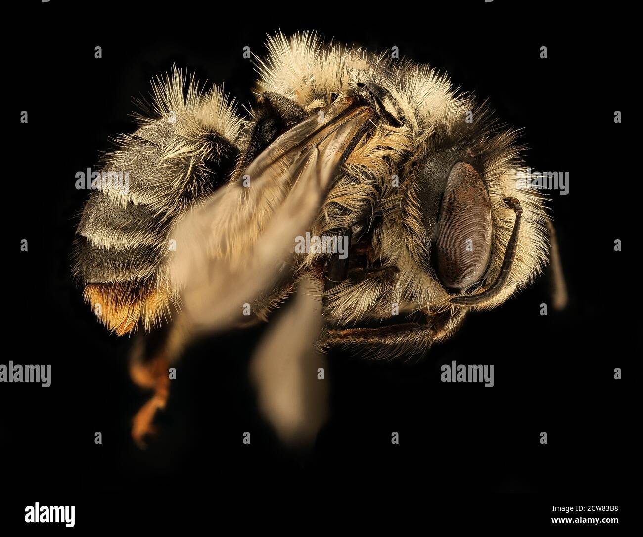 Binomial anthophora terminalis hi-res stock photography and images - Alamy