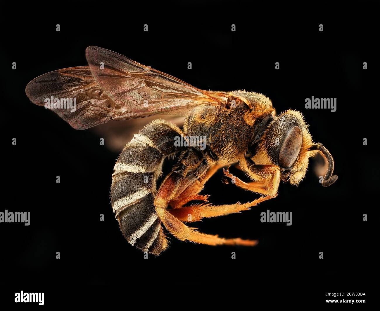 This image captures a close-up of a Halictus parallelus bee ...