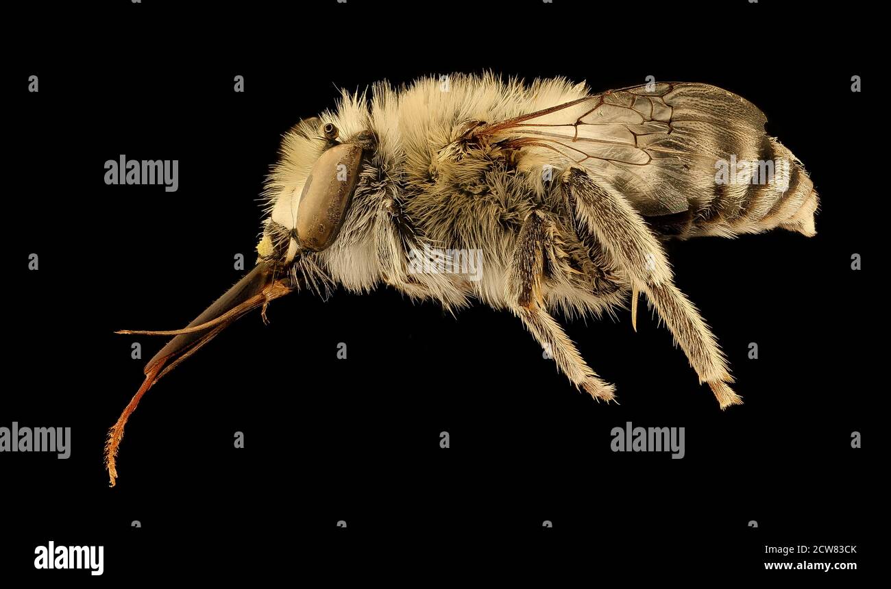 This image shows an Anthophora urbana, a species of bee, photographed ...