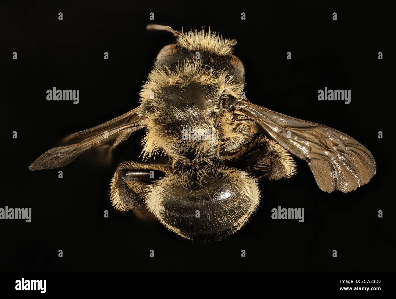 This close-up image taken on March 21, 2019, shows an Anthophora ...