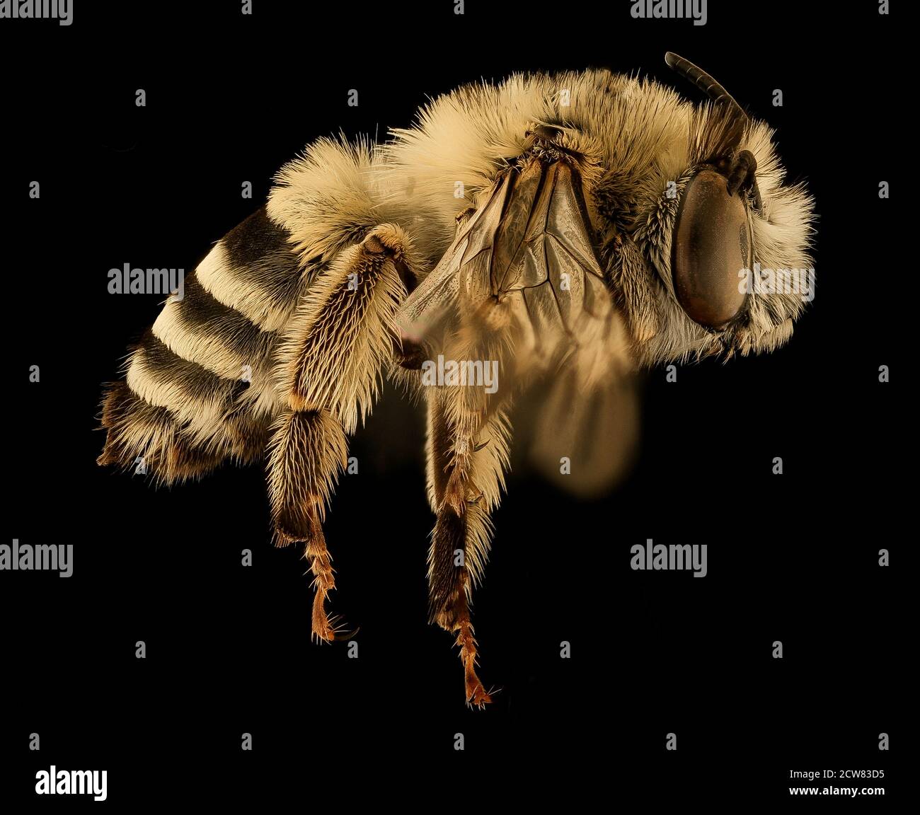On March 21, 2019, a close-up photograph of Anthophora urbana, a ...
