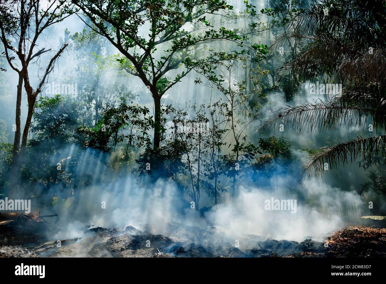 Jungle fire hi-res stock photography and images - Alamy