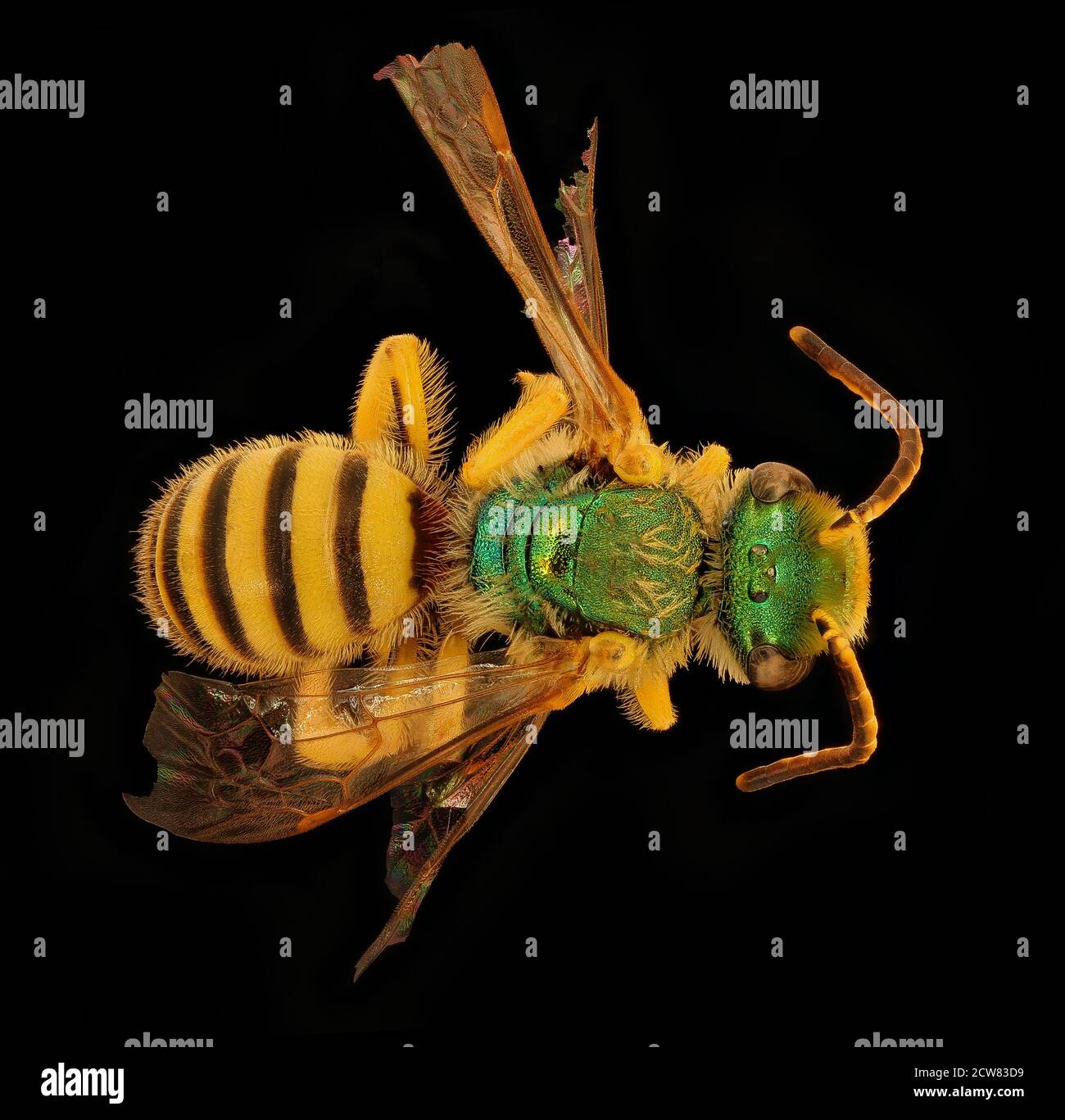 Agapostemon nasutus hi-res stock photography and images - Alamy