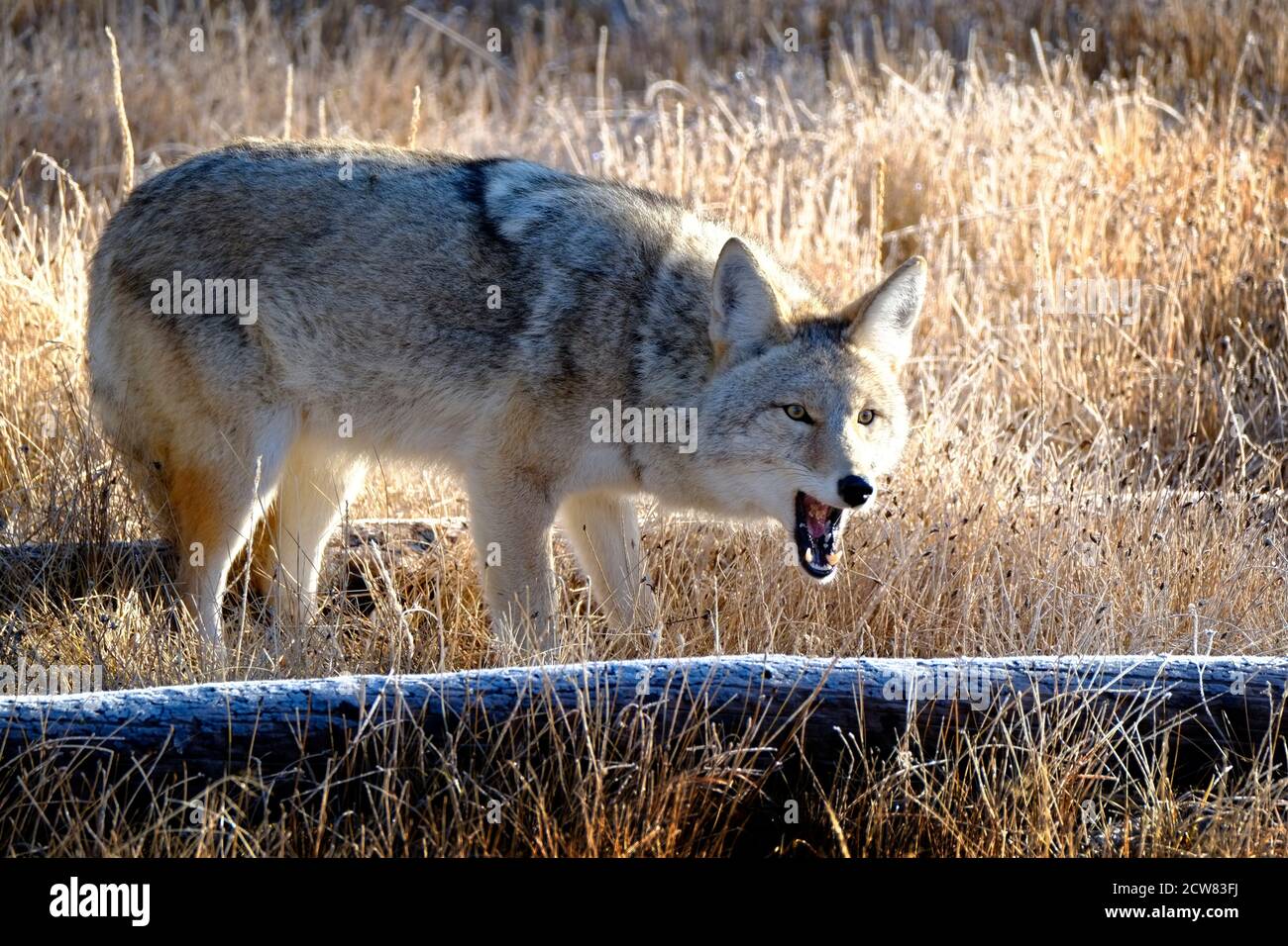 Coyote in grass hi-res stock photography and images - Alamy