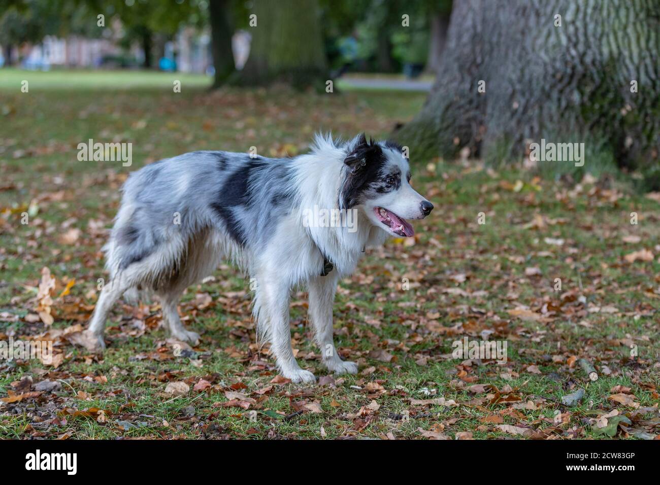 Tri coloured Collie stood in Abington Park waiting for it's owner ...