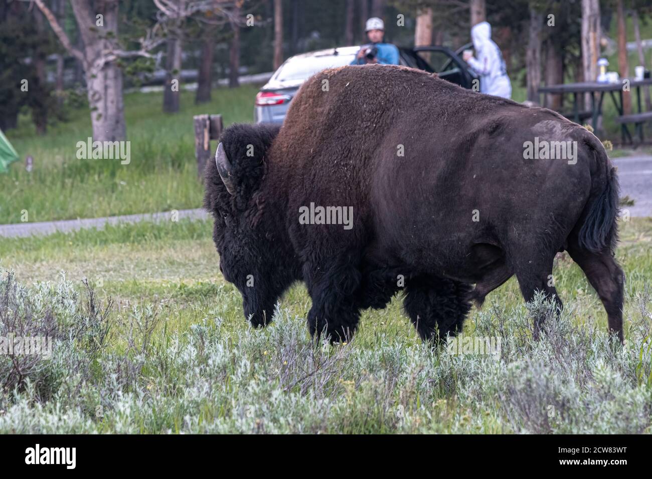 American Bison (Bison bison) strolling in the Evening through Bridge ...