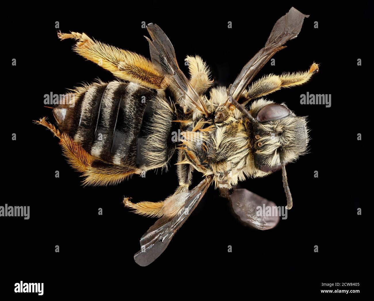 West virginia wildlife center hi-res stock photography and images - Alamy