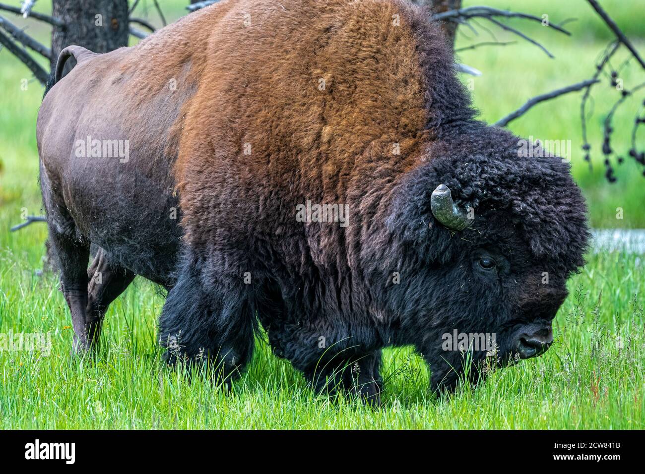 American Bison (Bison bison), Yellowstone National Park Stock Photo - Alamy