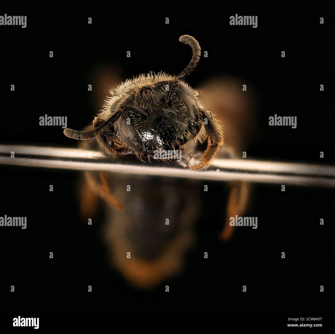 Panurginus atramontensis hi-res stock photography and images - Alamy