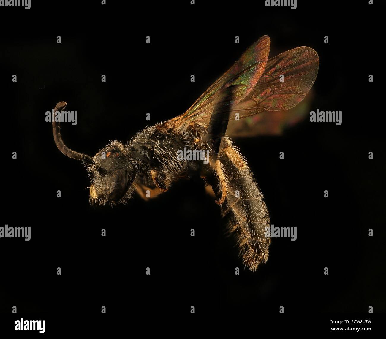 Panurginus atramontensis hi-res stock photography and images - Alamy