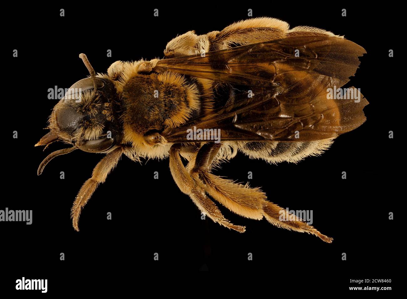 A female Andrena helianthiformis bee is photographed in Badlands ...